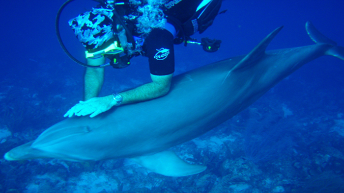 Gone Viral! See How A Wild Dolphin Begs Divers To Help It Get Free ...